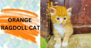 The Orange Ragdoll Cat: A Complete Guide